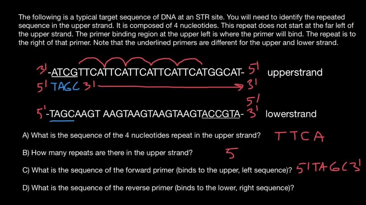 Forward and reverse primers - all you need to know - YouTube