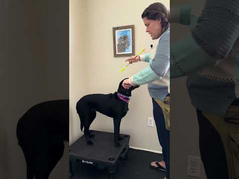 From Nudge to Target Hold 🐾 | PTSD & Autism Service Dog Task with Safi the Black Lab - YouTube