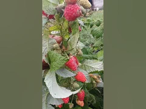 малина васена лучшая из лучших - YouTube
