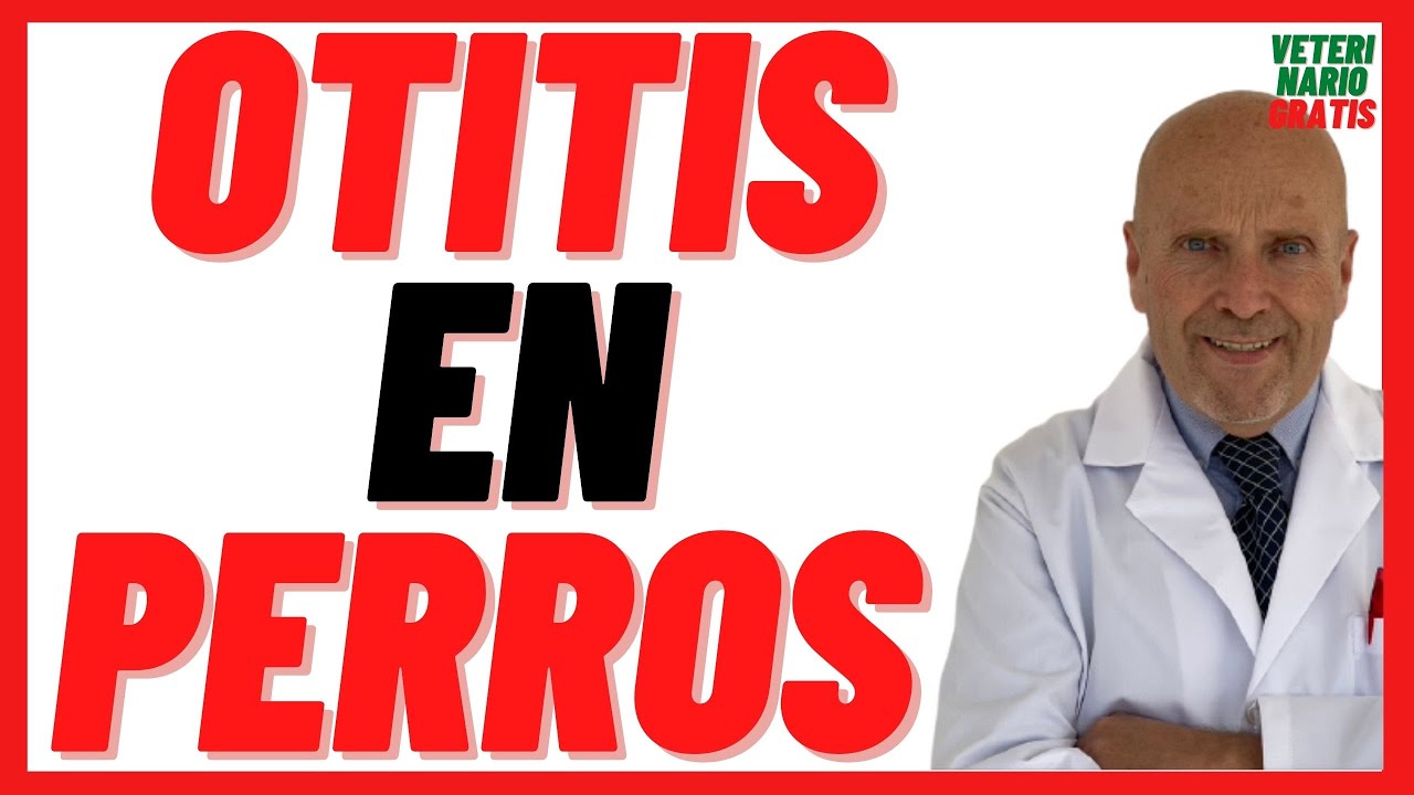 🟣 Otitis o Infección de Oído en Perros 🟣 Causas, Síntomas, Tratamiento ...