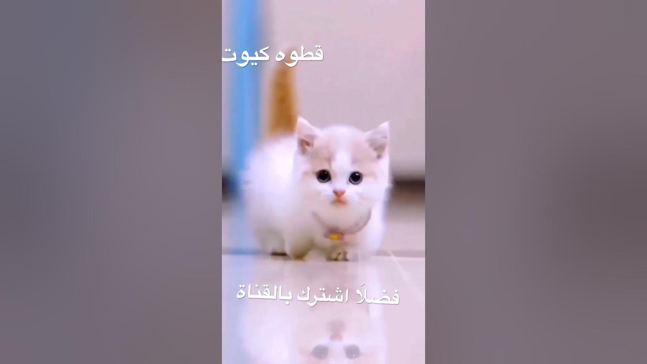 قطوه كيوت Youtube