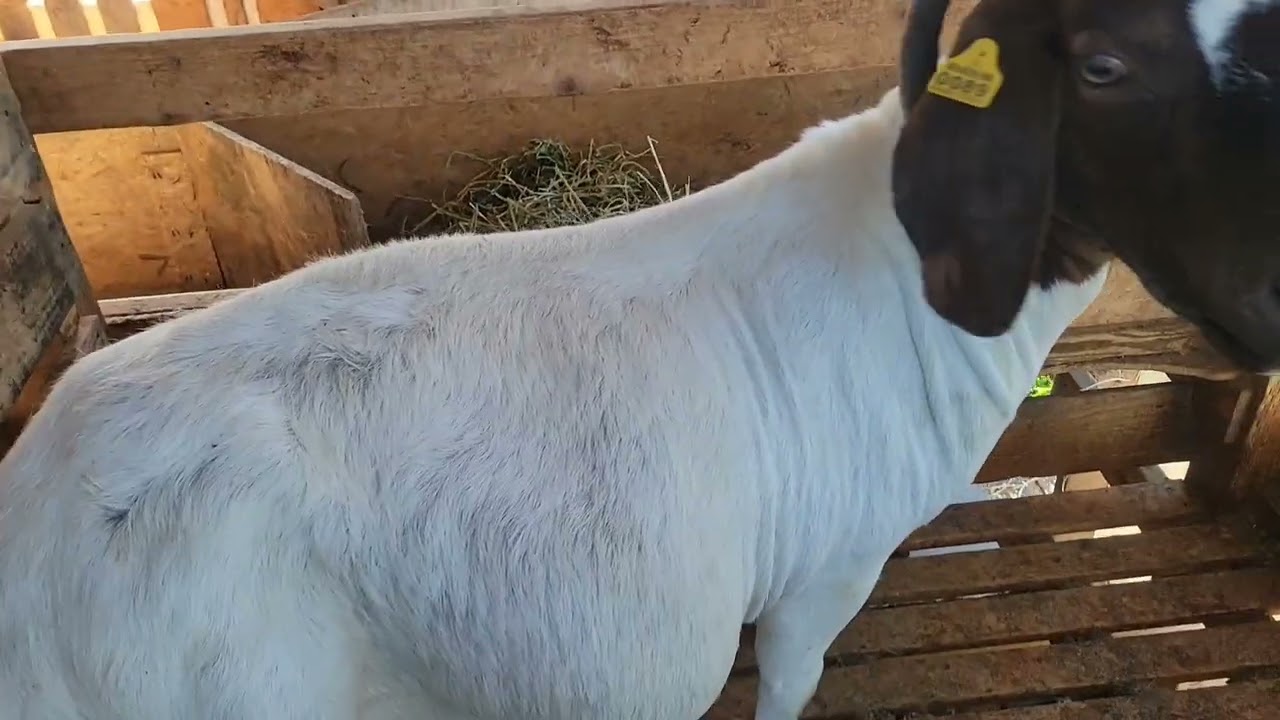 Busy Morning!.. Update sa Goat kids namin... - YouTube