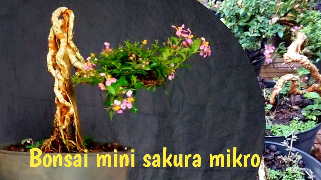 Review Bonsai Mini Sakura Mikro - YouTube