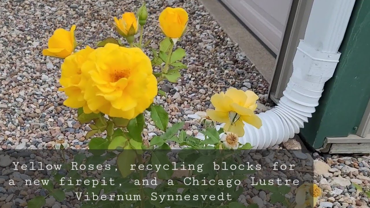 Yellow roses, recycling block for a firepit, and planting a Chicago ...