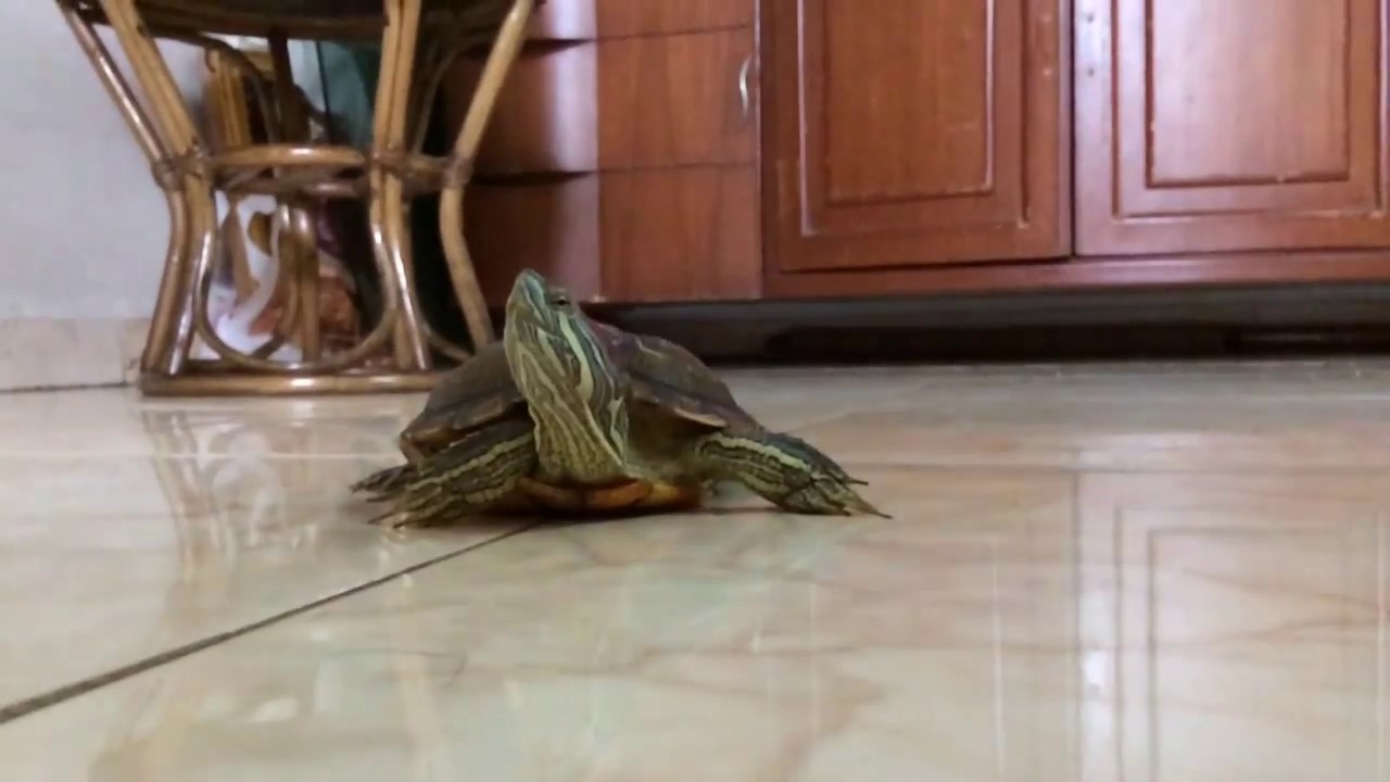 Turtle walking in slow motion - YouTube