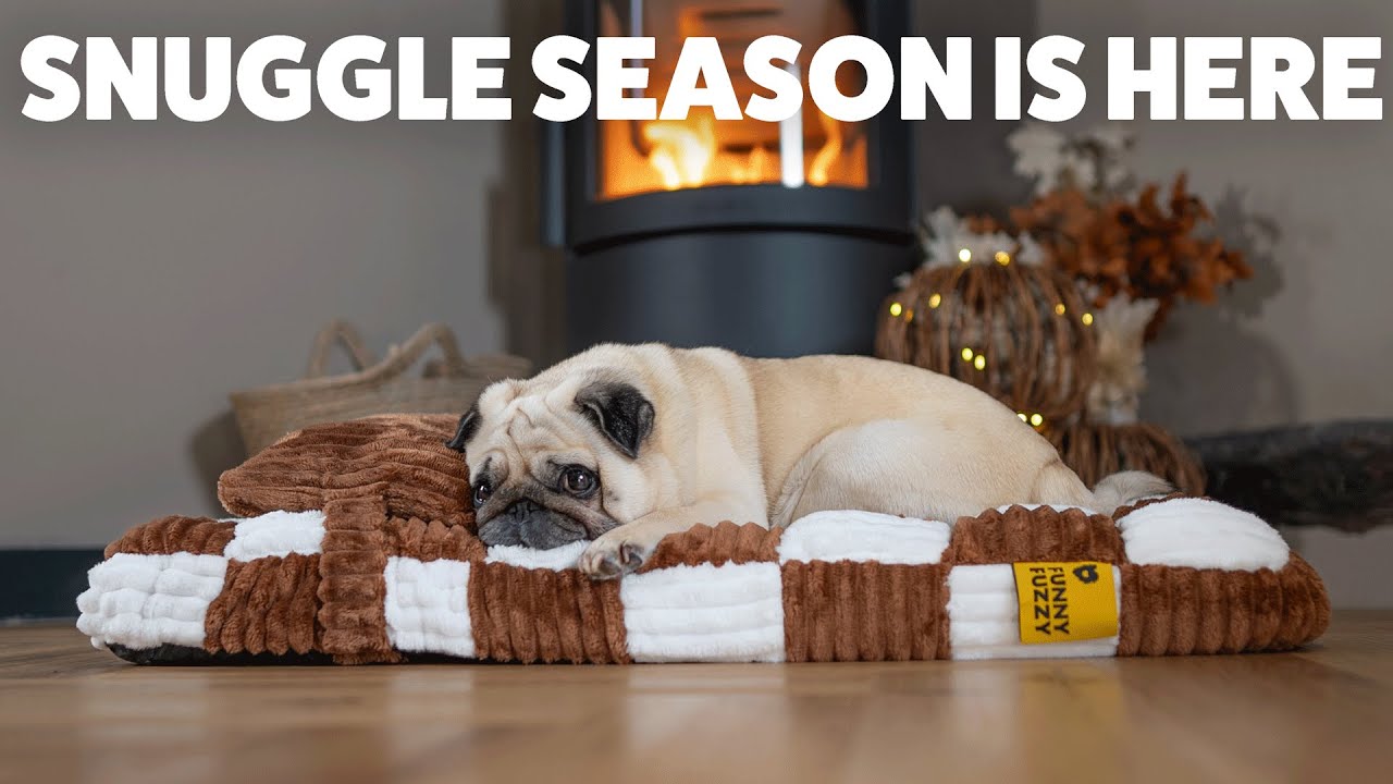 Snug as a Pug - YouTube
