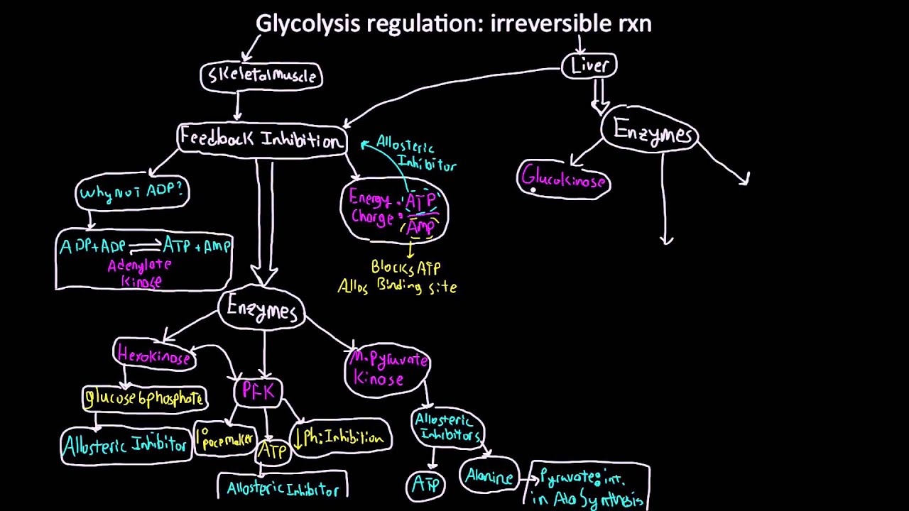 Glycolysis: regulation at the skeletal muscle and liver - YouTube