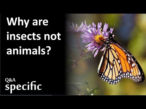 Why Are Insects Not Considered Animals
