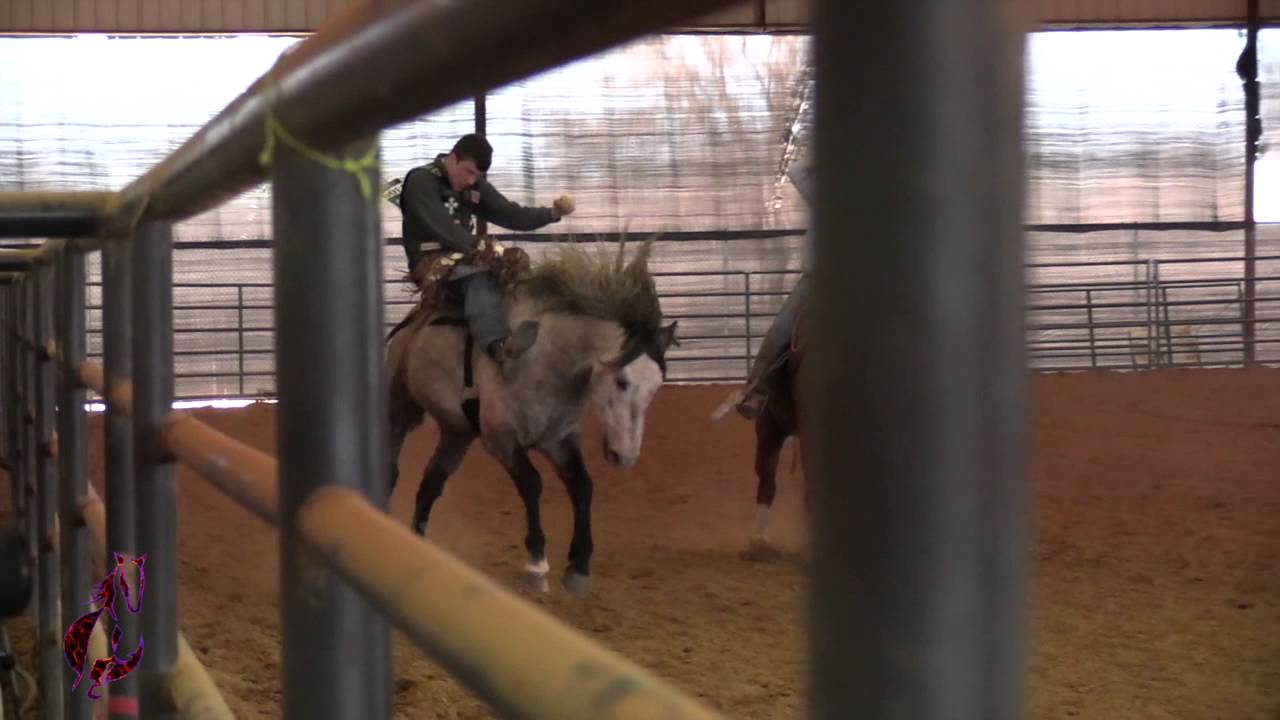 Little Britches Rodeo - Logan N - Bronc Rider - YouTube