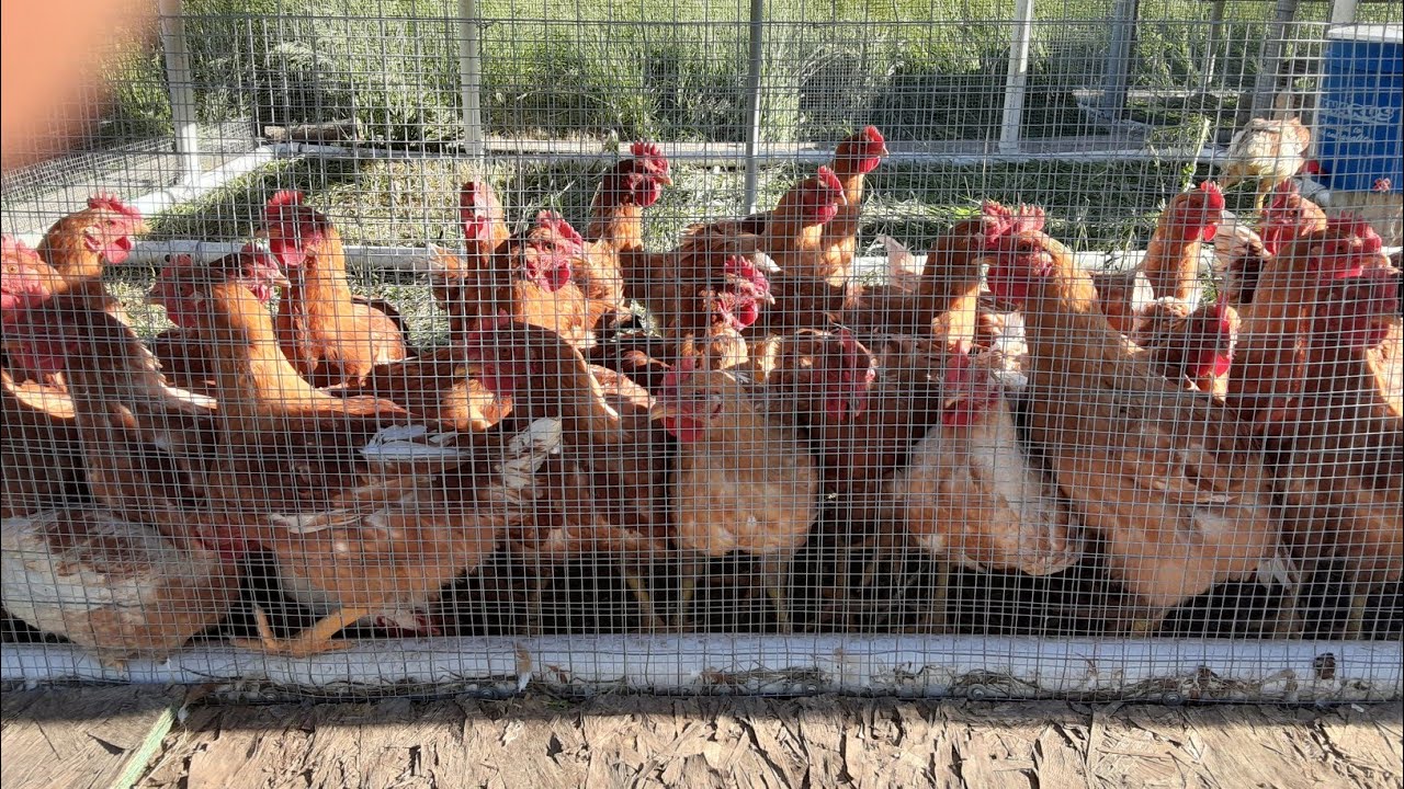 Raising Freedom Ranger Chickens - YouTube