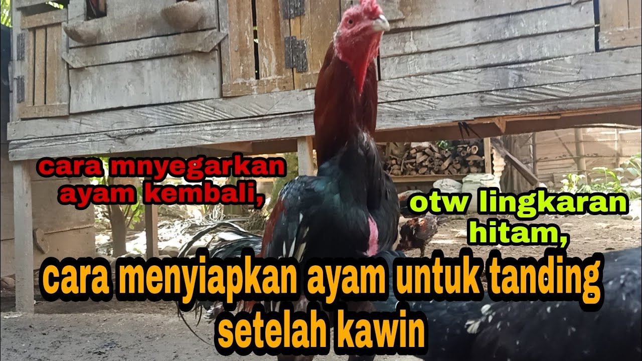 Cara Perawatan Ayam Siap Kawin Youtube