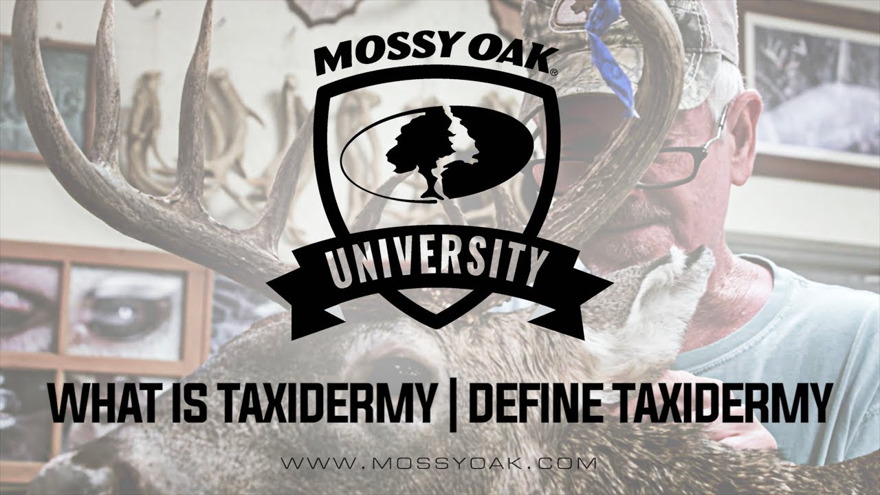 What Is Taxidermy | Define Taxidermy - YouTube