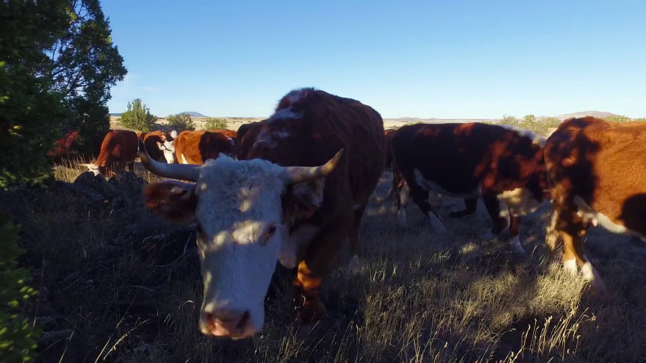Babbitt Ranches Cattle Drive - YouTube