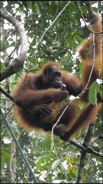 Orangutan, Si Cerdas Yang Terancam Punah - YouTube