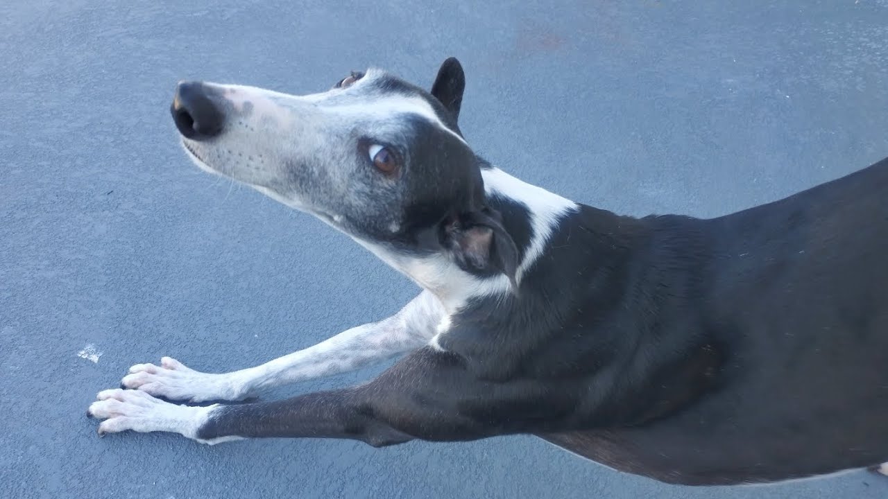 A greyhound's morning routine 🐕💖 (BIG stretches) - YouTube