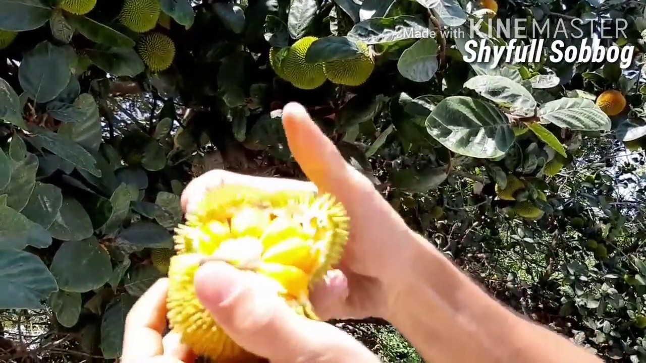 Amazing! Super Small Jackfruit Very good looking /// - YouTube