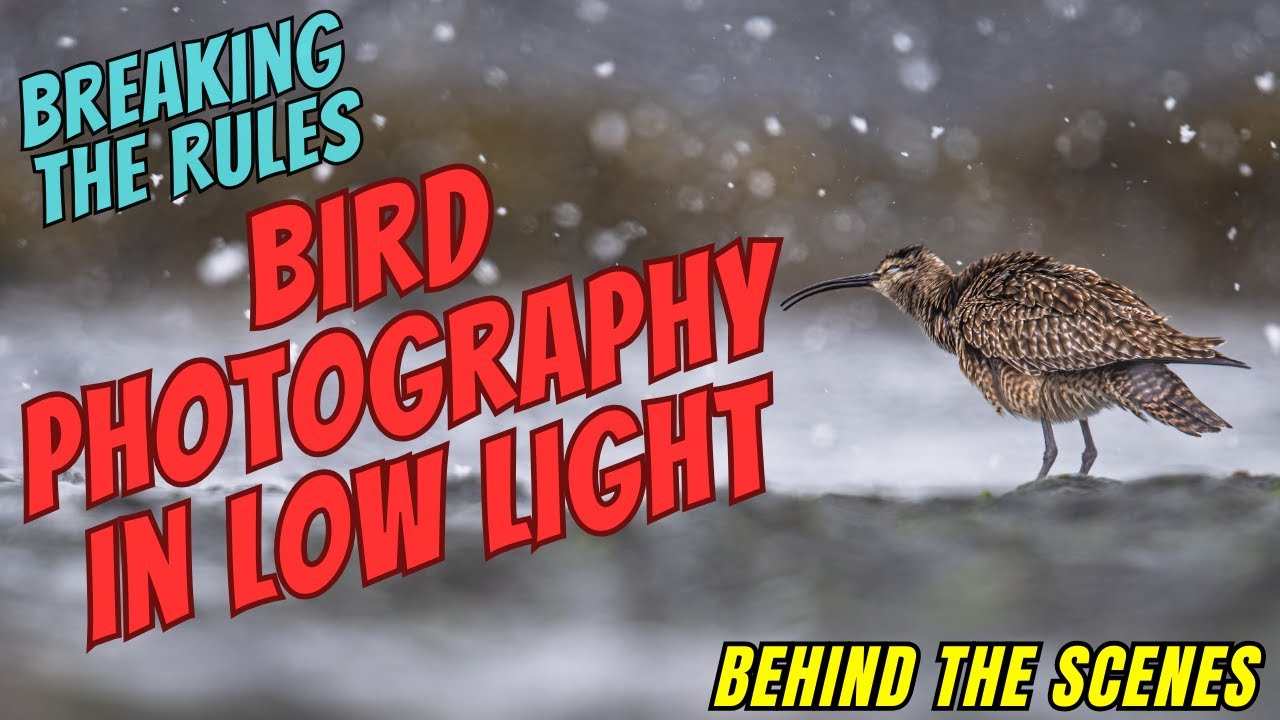 Bird Photography in Low Light- Breaking the Rules - Good Results ...