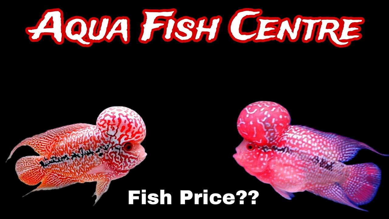 Exploring Aqua Fish Centre Nepal an Aquarium Shop || Aquarium Shop ...