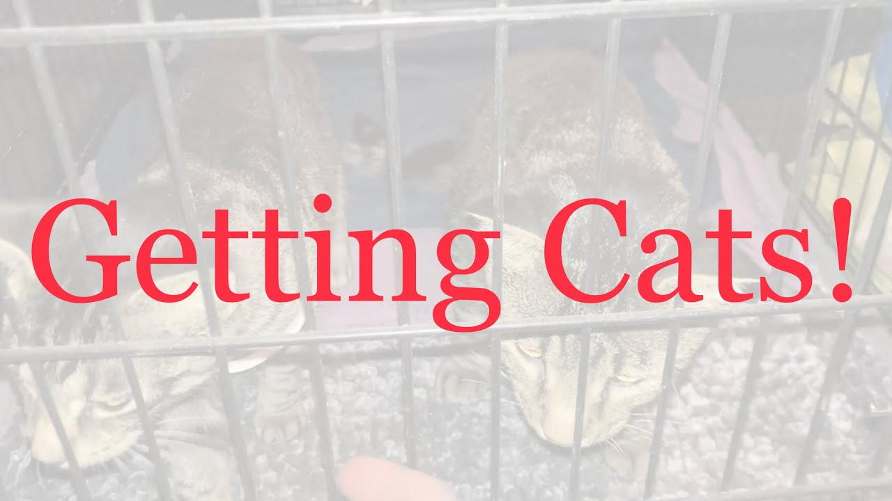 Getting Cats! (#126) - YouTube