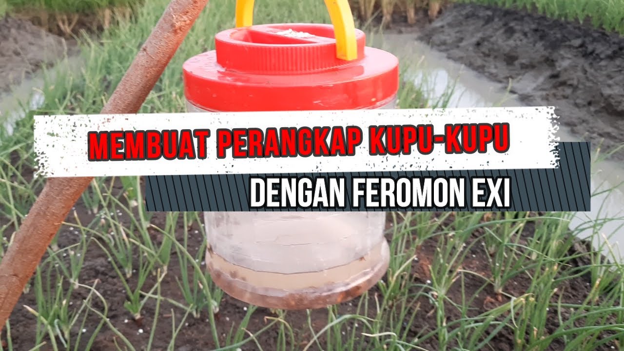 Budidaya Bawang Merah Brebes |Mengendalikan Hama Bawang Merah Dengan ...