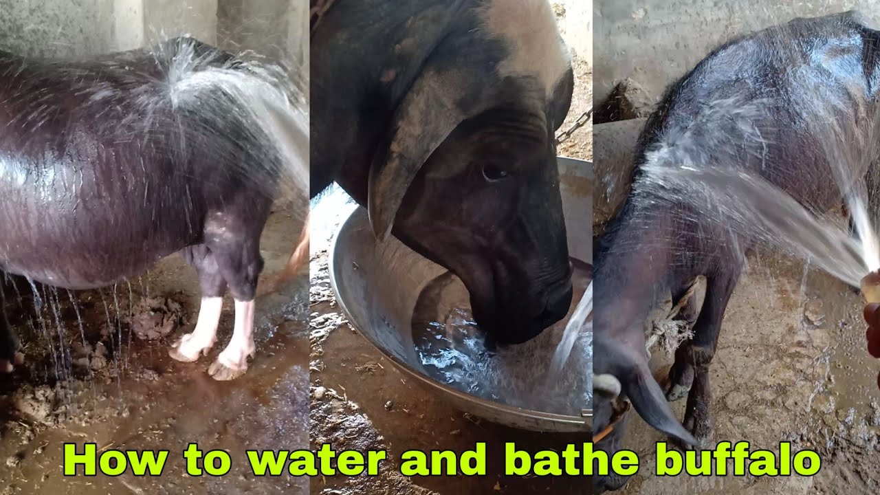 How to water and bathe buffalo in Village with solar Water pump - YouTube