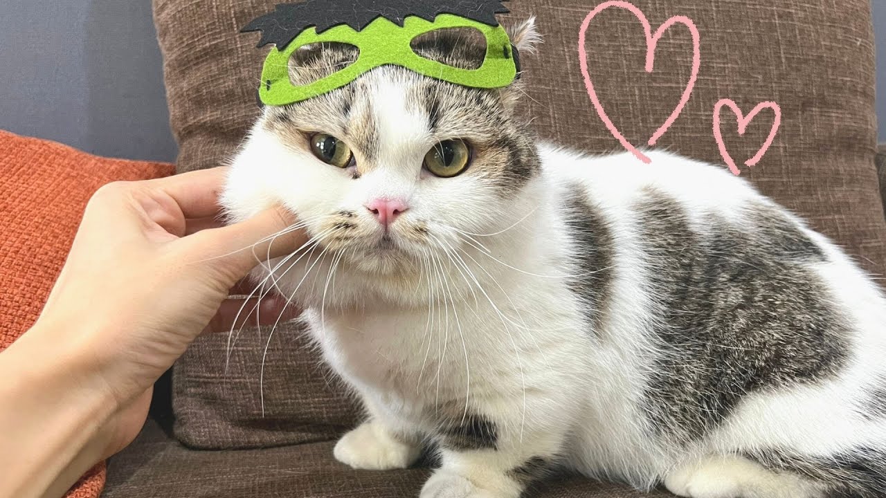 Meowisthebest - Bữa Ăn Màu Hồng - YouTube