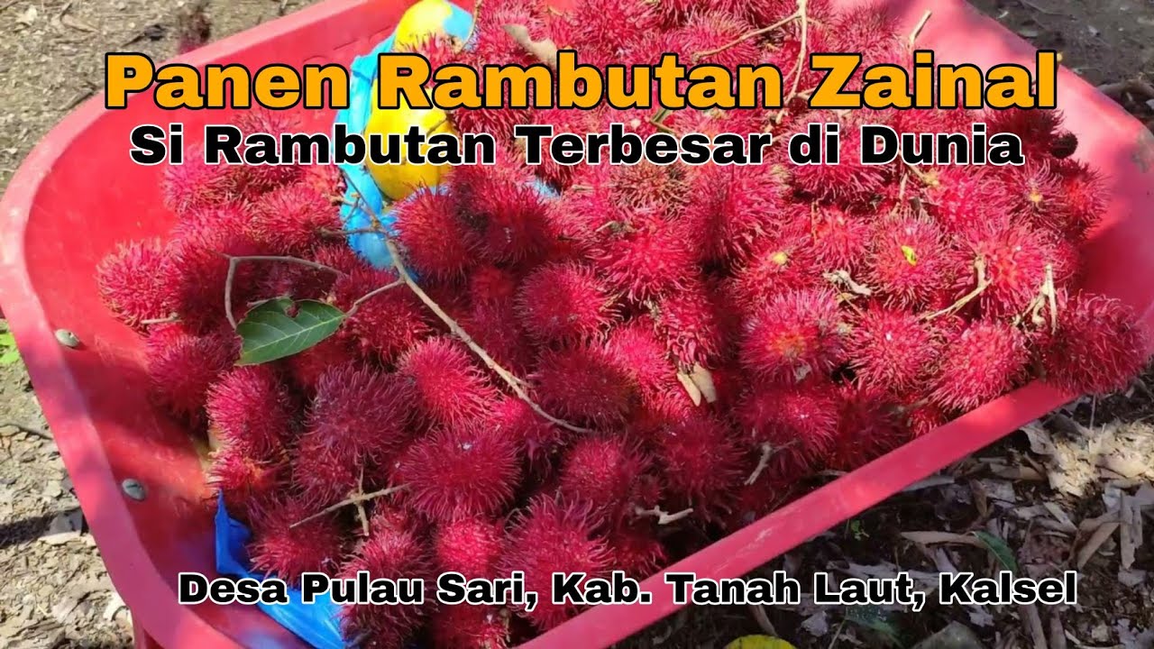 Panen Rambutan Zainal yang katanya ukurannya terbesar di Dunia, lebih ...