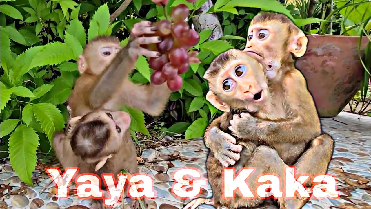 Sen Anit Kaka and Monkey Yaya hug each other and sit and wait for fruit ...