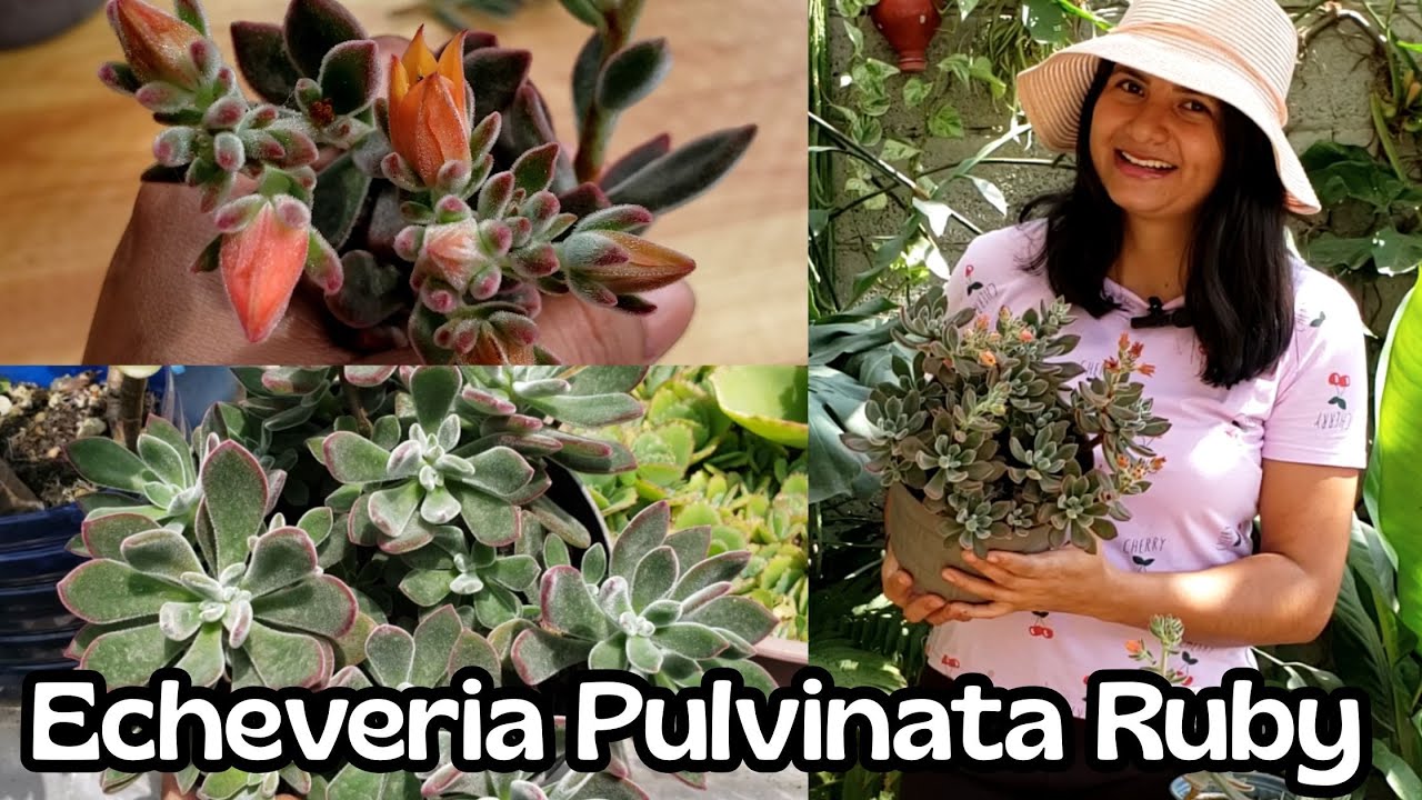 QUE hacer para no perder tu Echeveria pulvinata ruby - YouTube