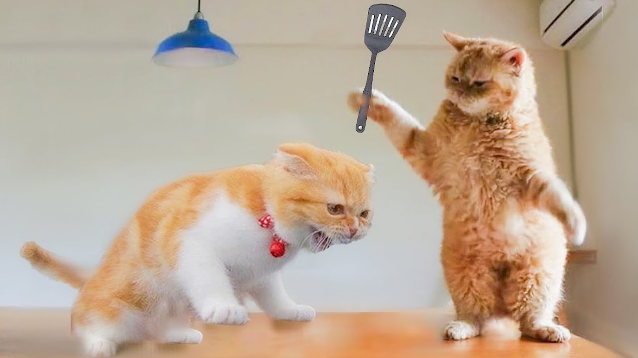 Top 5 Cats Slap YouTube top-5-cats-slap-youtube