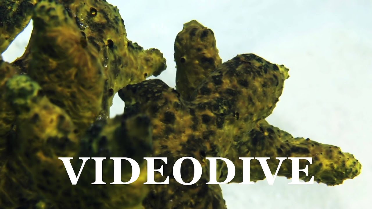 Green sea sponge coral in Bahamas. Close-up. - YouTube