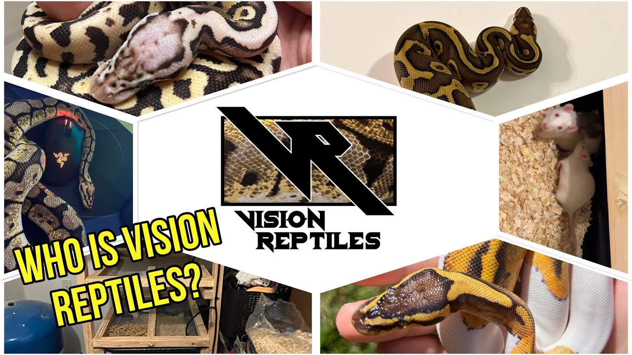 NEW Ball Python Breeder! Short/Long term plans and REPTILE ROOM TOUR ...