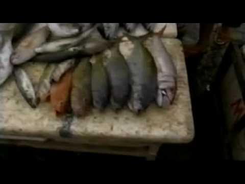 NOVA Ancient Creature of the Deep-- Part 2 of 6 - YouTube