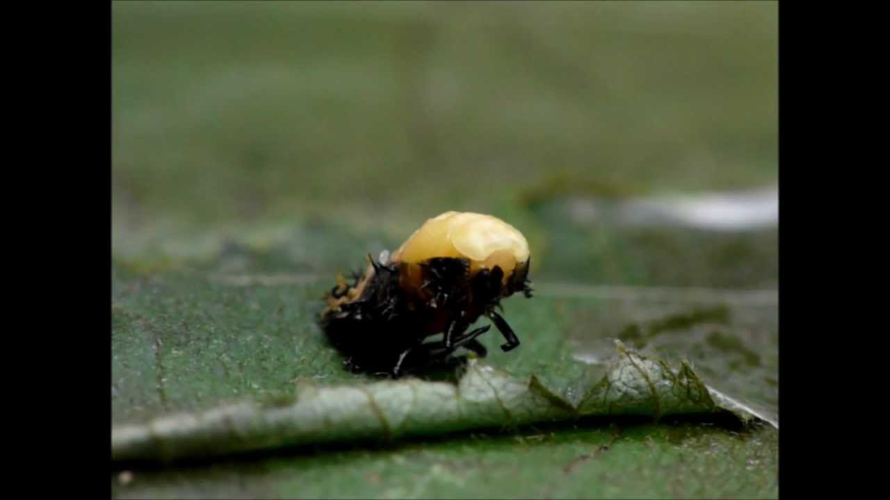 Ladybird Larva Turning Into Pupa (Real-Time) - YouTube