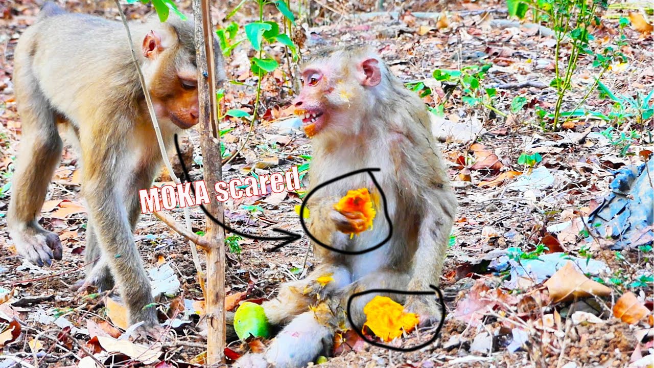 [ Review ] Cute Idol monkey MOKA her life is h😂a-rd and struggled since ...