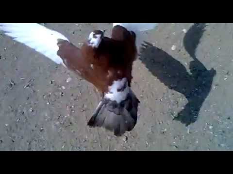 bekdemir köyü takla atan güvercin