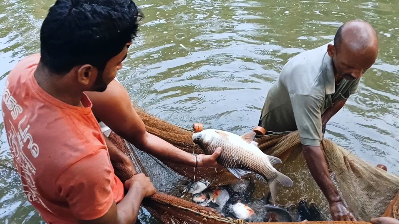 Fishing Video Big Fish In India | Desi Fish Catching Video | Amazing ...