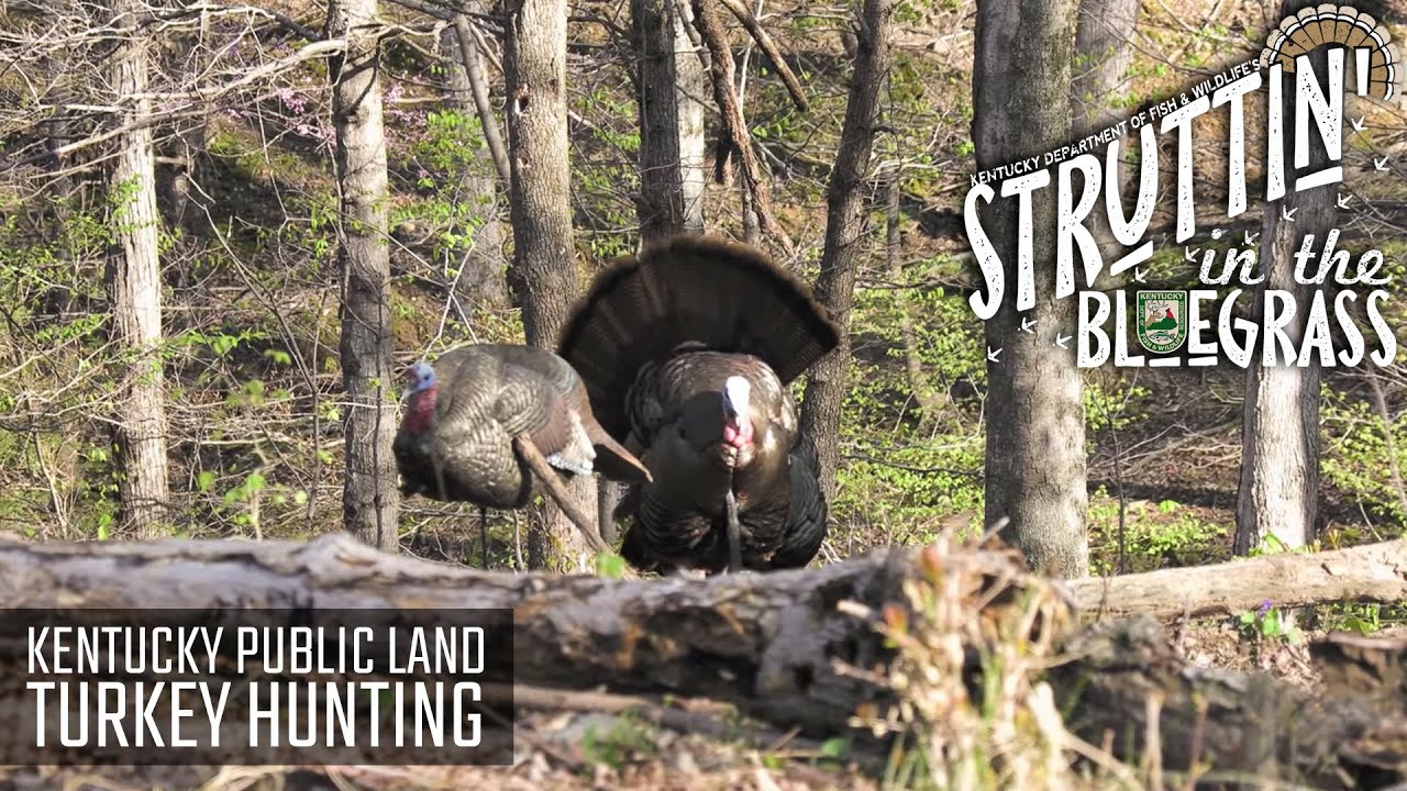 S3, E5 - Kentucky Public Land Turkey Hunting - YouTube