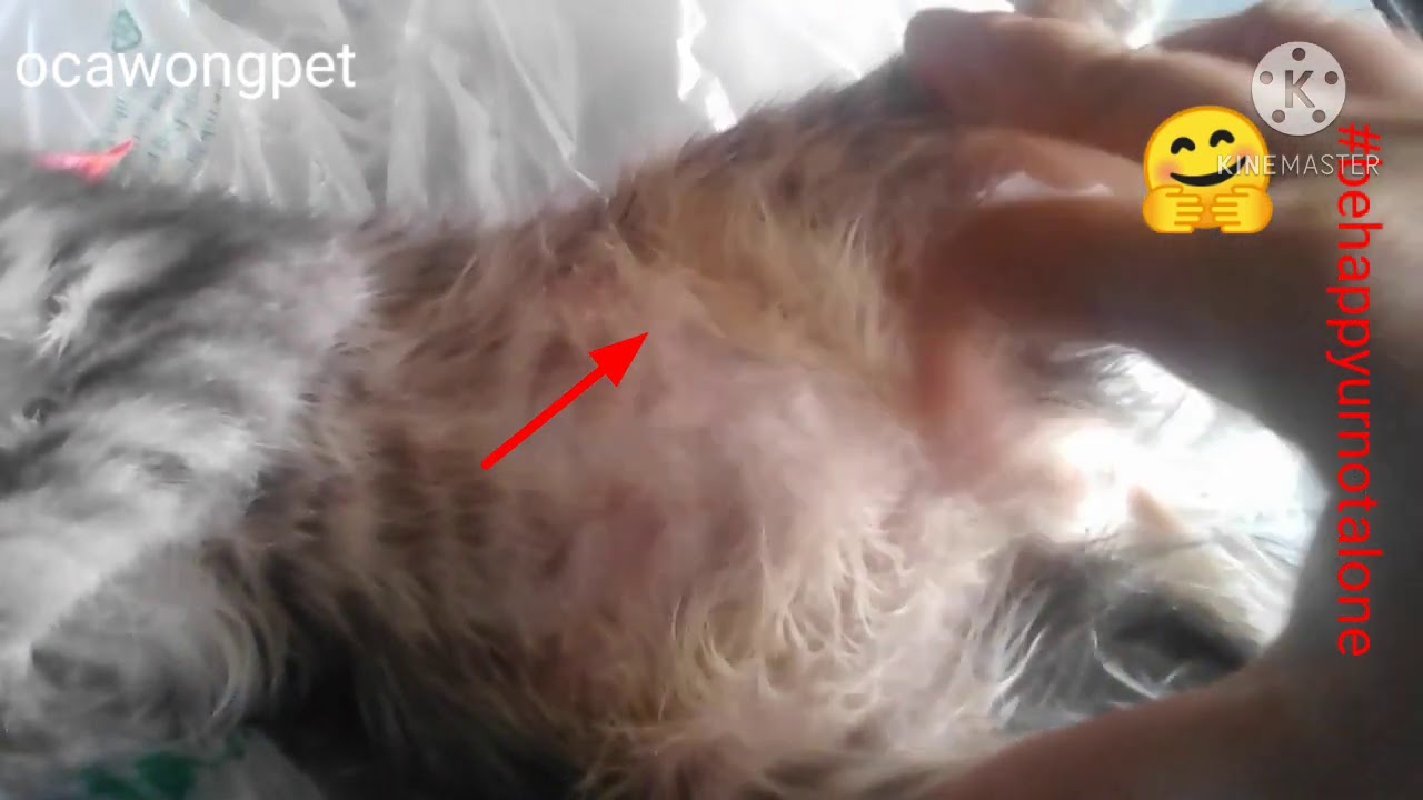 How to Massage back leg cripled cat - YouTube