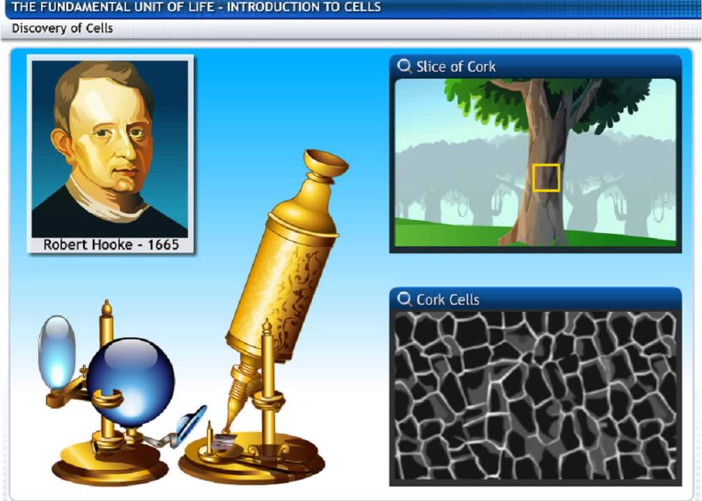 science-8-vo-clase4-cell-discovery-and-classification-lessons
