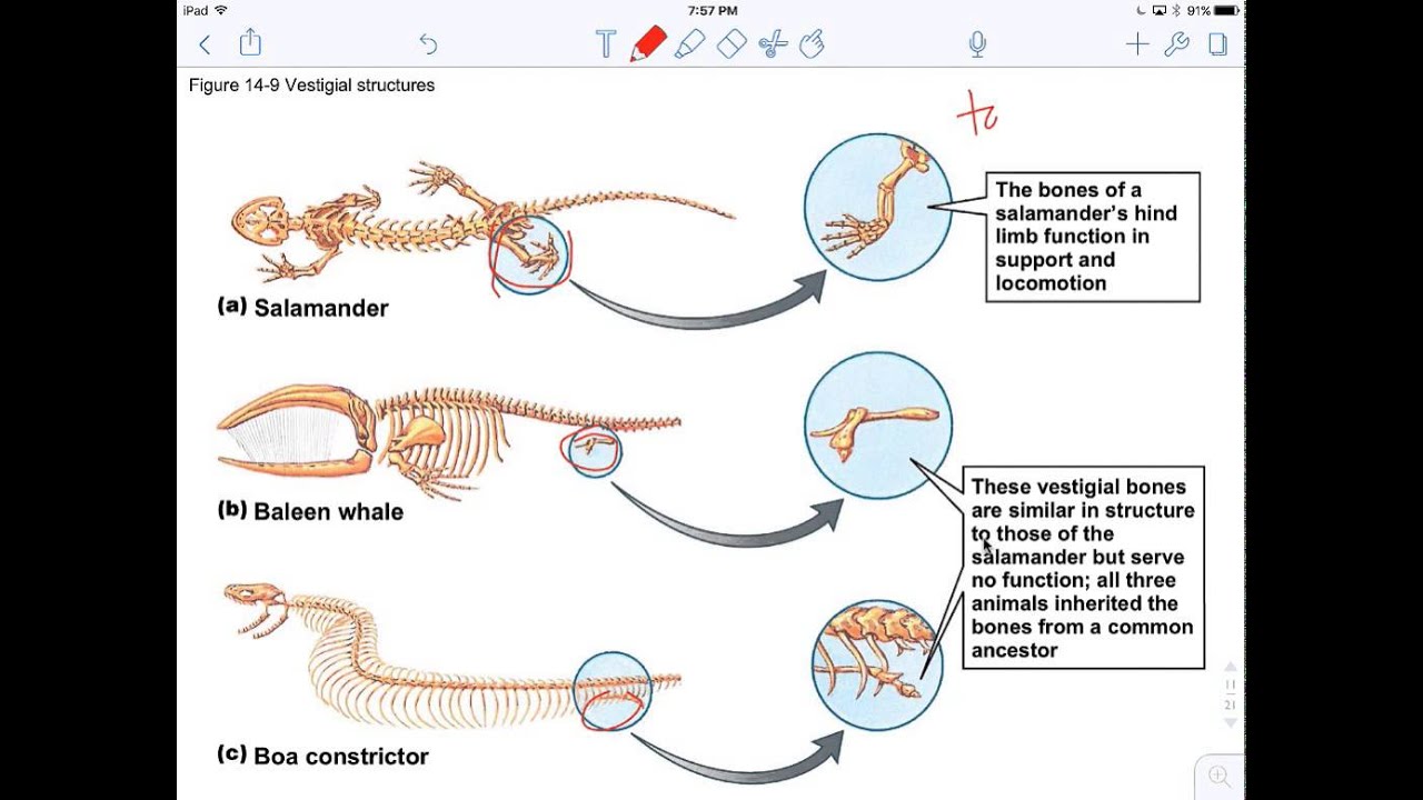 Chapter 22 Screencast 22.3 Evidence of Evolution - YouTube