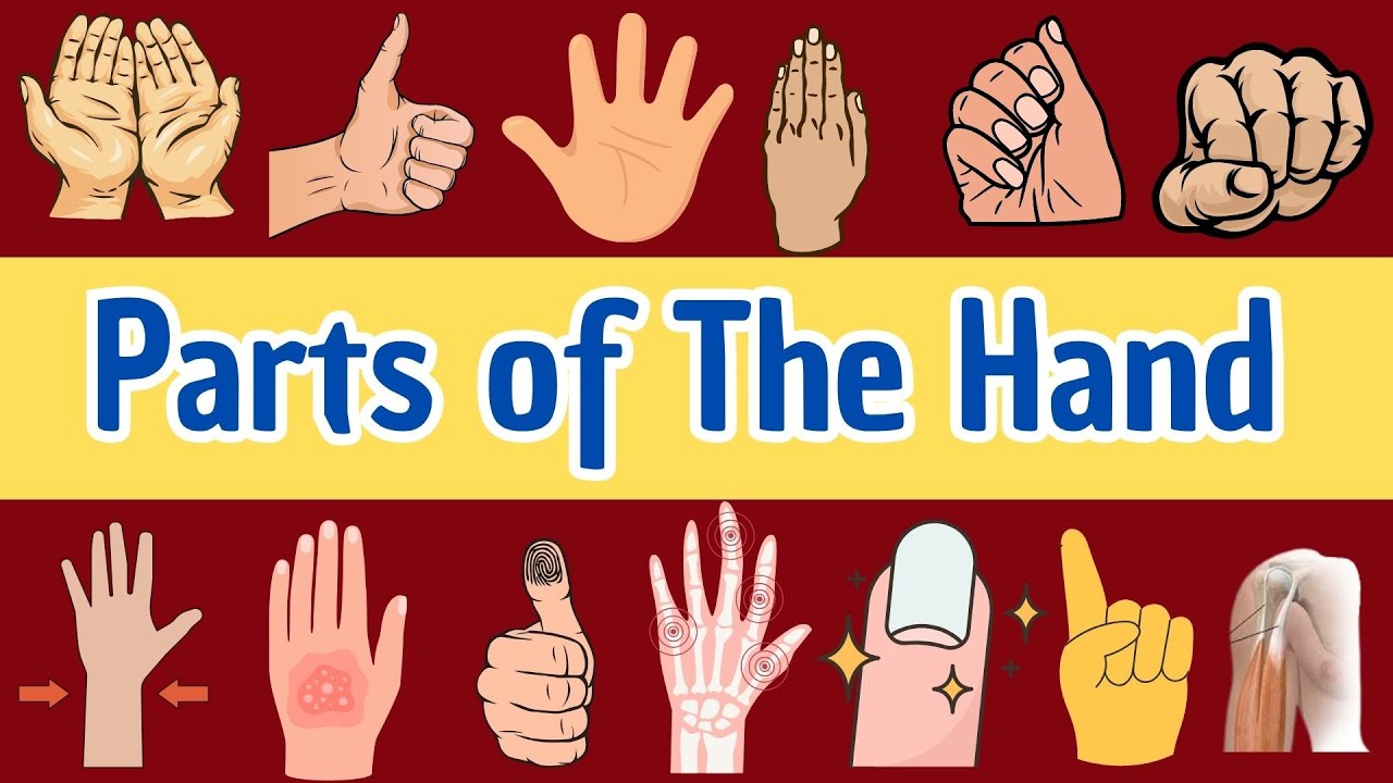 Parts of the Hand | Parts of a Hand – Learn Hand Anatomy for Kids | Fun ...