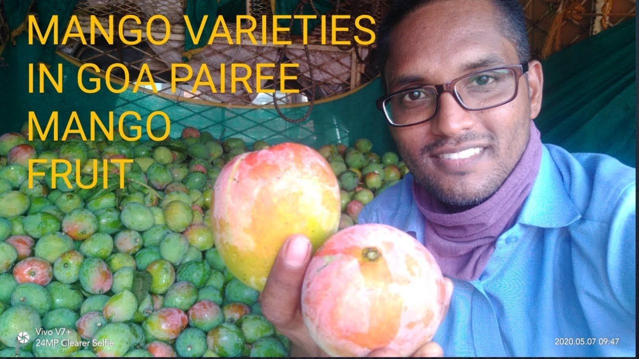 PAIREE MANGO FRUIT VARIETY IN GOA - YouTube