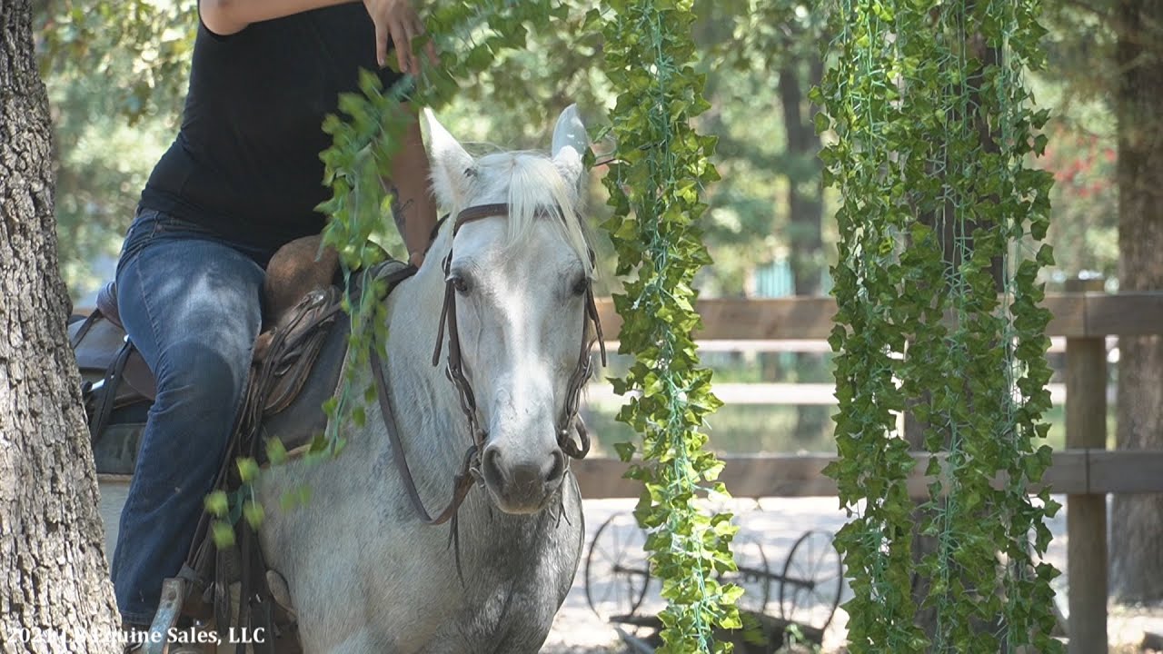 "Charlotte" Tarps, Obstacle Course, and Bareback Riding - SOLD in 4 ...