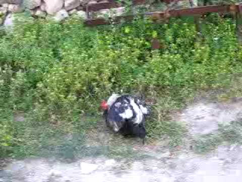 rooster mating hen