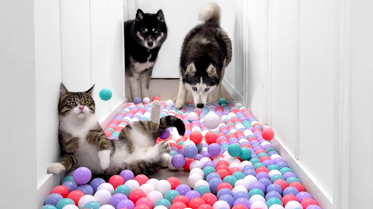 Kitten and Huskies in the Slippery Ball Obstacle! New Dog Challenge ...