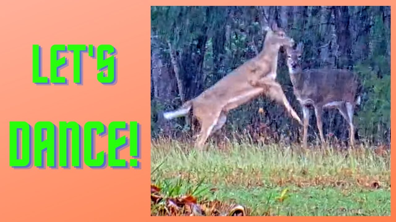 Lets Dance! Deer dancing in the rain! - YouTube