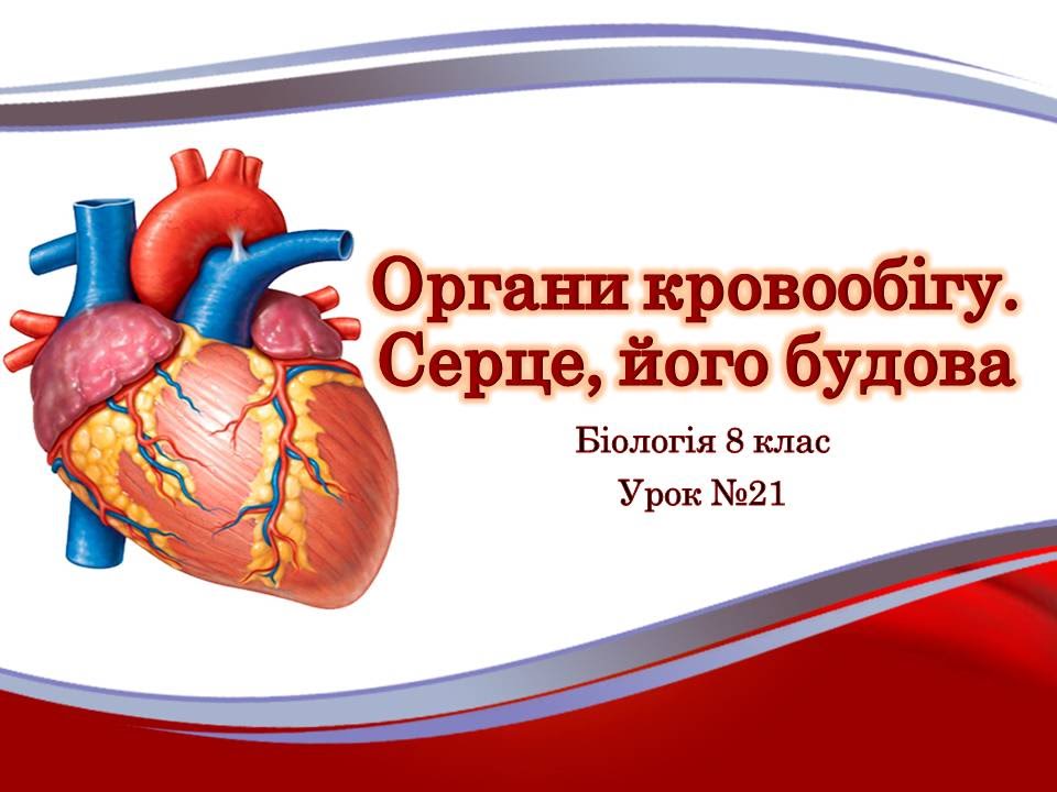 Серце: будова та функції. Робота серця - YouTube