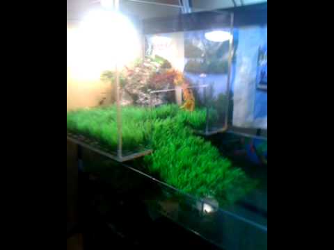 new improved terrapin tank - YouTube