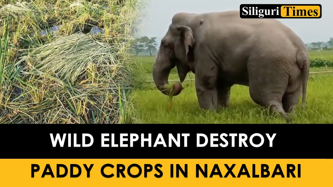 Wild elephant destroy paddy crops in Naxalbari (Bangla) - YouTube
